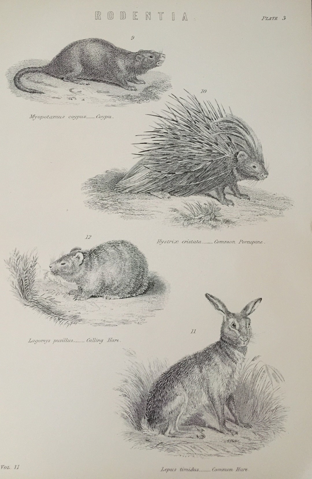 Antique Print Dated C1870's Rodentia Engraving Corpu Porcupine Common ...