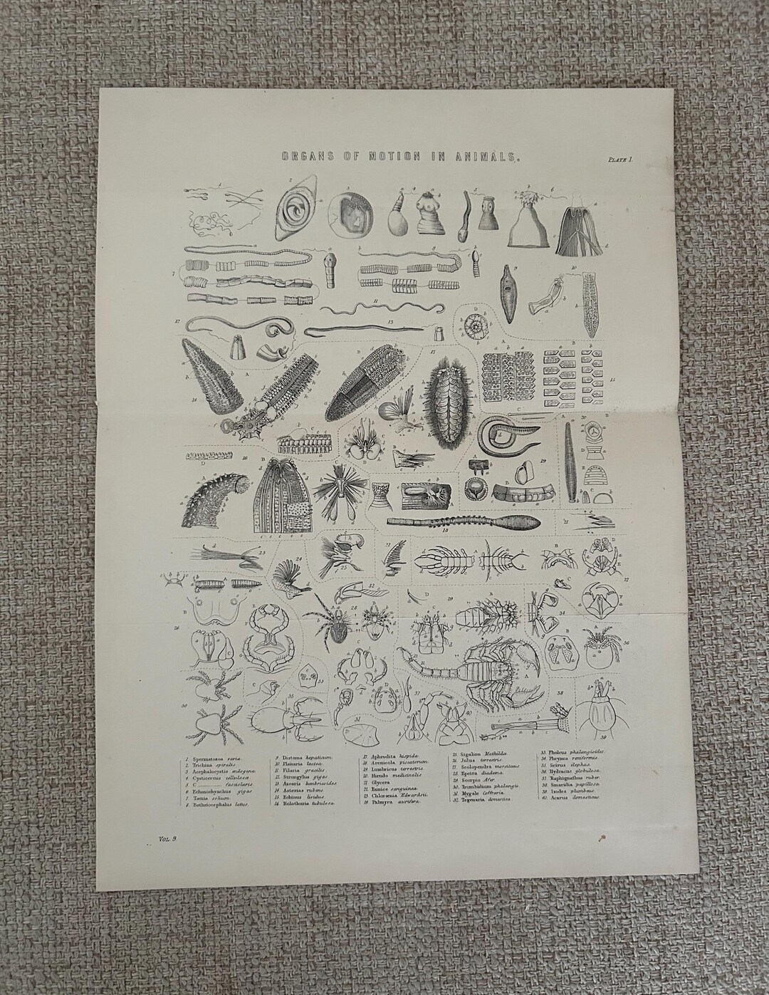 Antique Print C.1877 | Organs of Motion in Animals | Insect Engraving ...