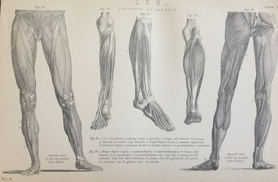 Diagrama De Anatomía De La Pierna Humana