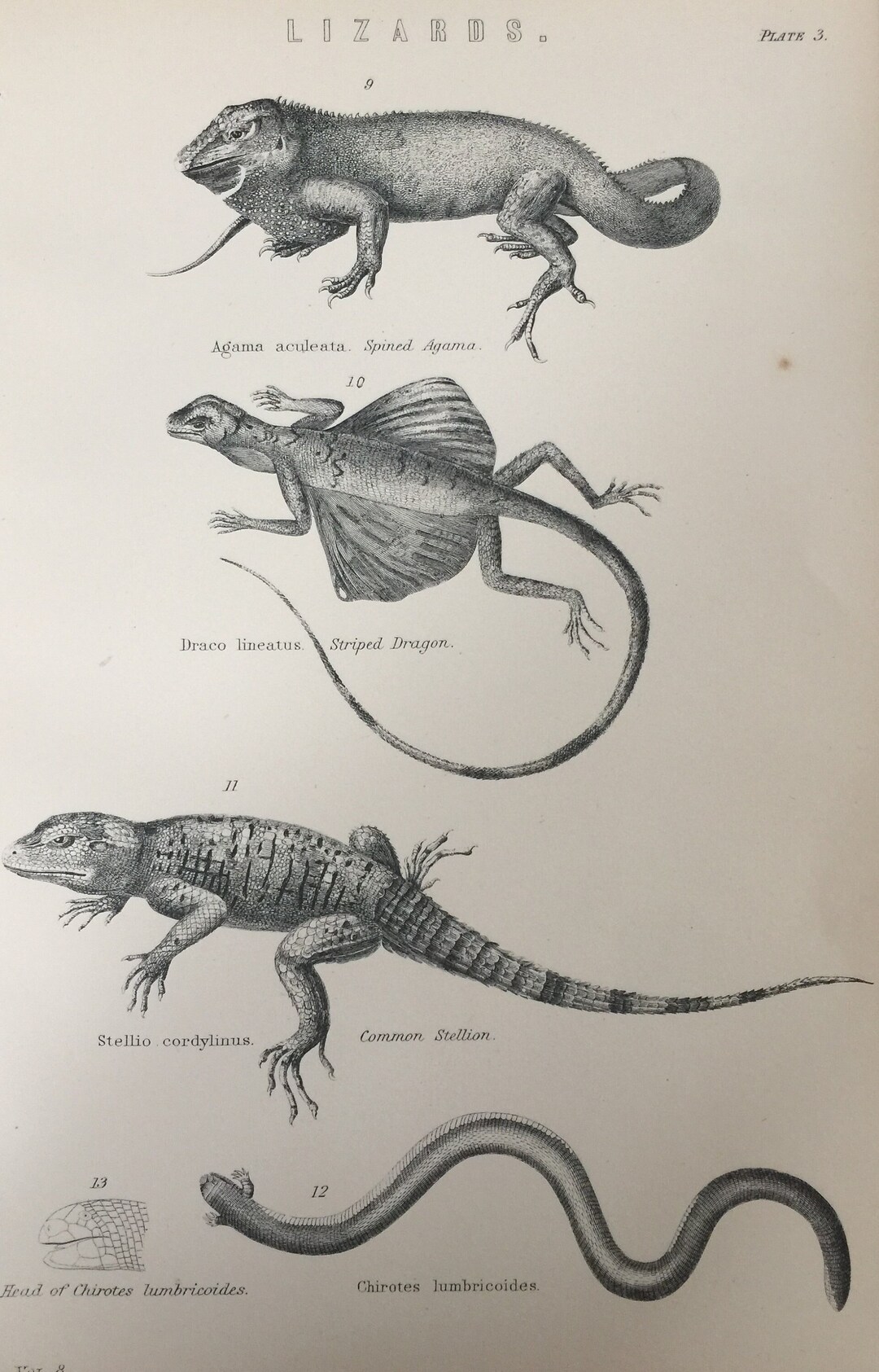 Antique Print C1870's Lizards Engraving Striped Dragon Spine Agama ...