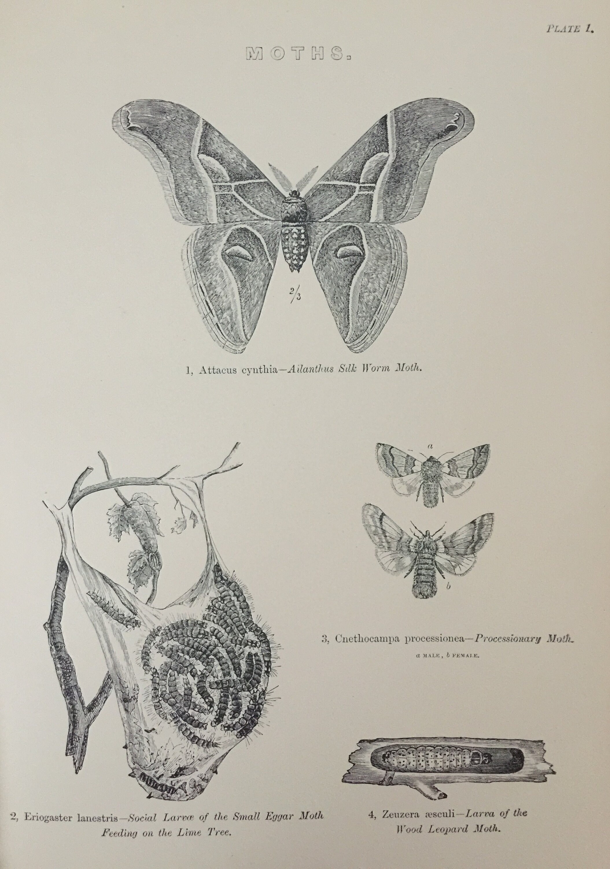 Antique Print 1870's Moths Engraving Insects Silk Worm & Wood Leopard ...