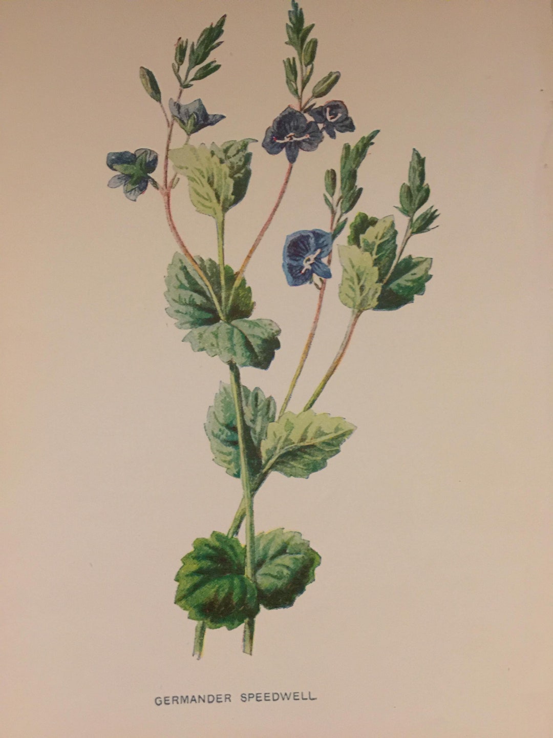 Antique Print Germander Speedwell Flower Dated C1900's Wild Flowers ...