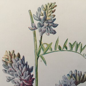 Antique Print Dated C1900's Tufted Vetch Flower Botany Botanical Wild ...