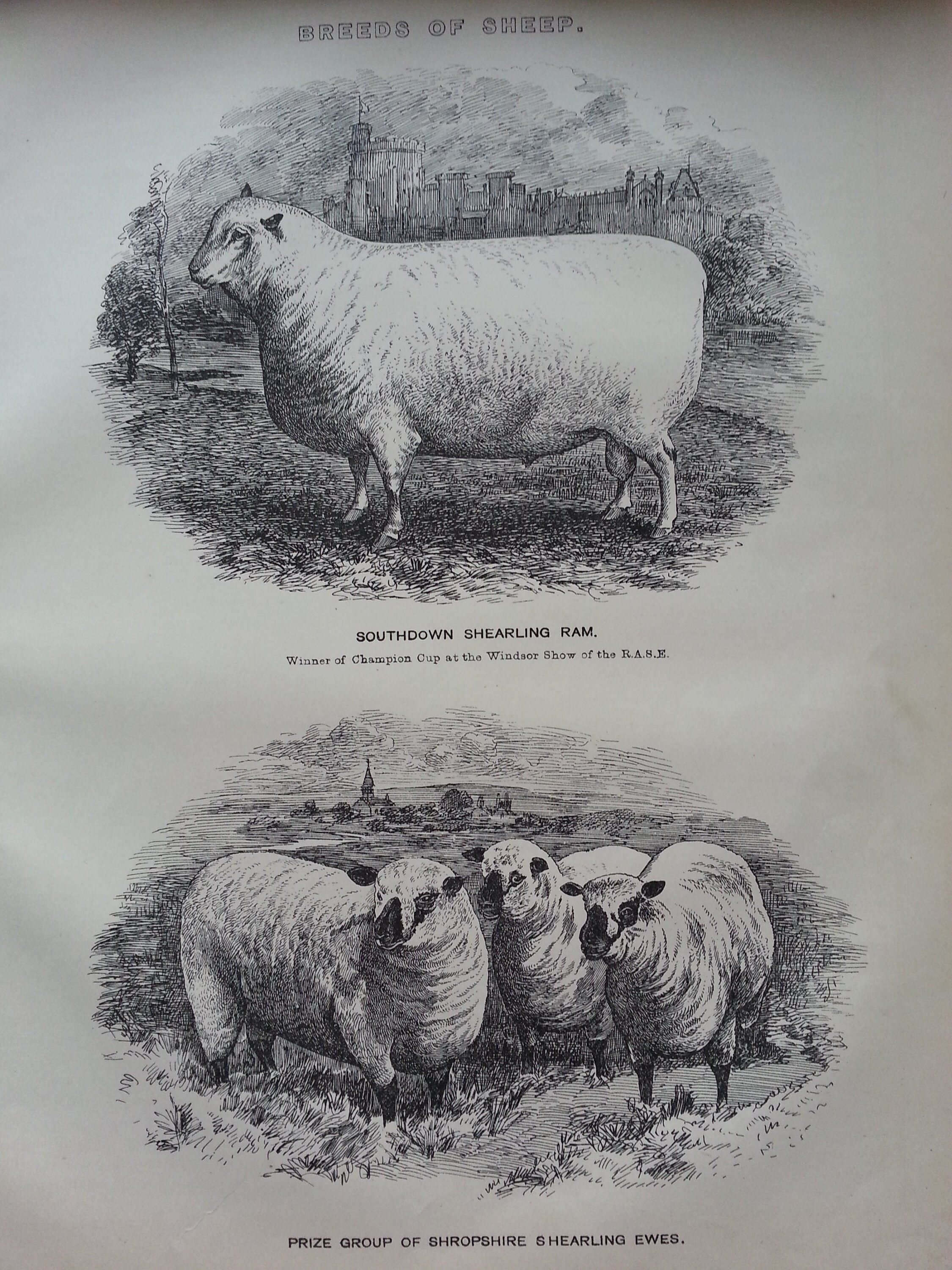 Antique Print Dated C1880 Breeds of Sheep Large Engraving - Etsy UK