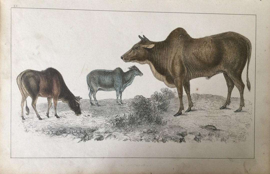 Antique Print Dated C1850 Zebu Male & Female Hand Coloured Engraving ...