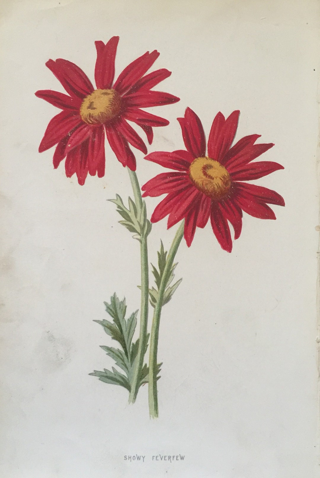 Antique Print Dated 1880's Showy Feverfew Garden Flower Botanical ...