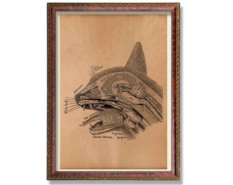 Cat anatomy poster | Etsy