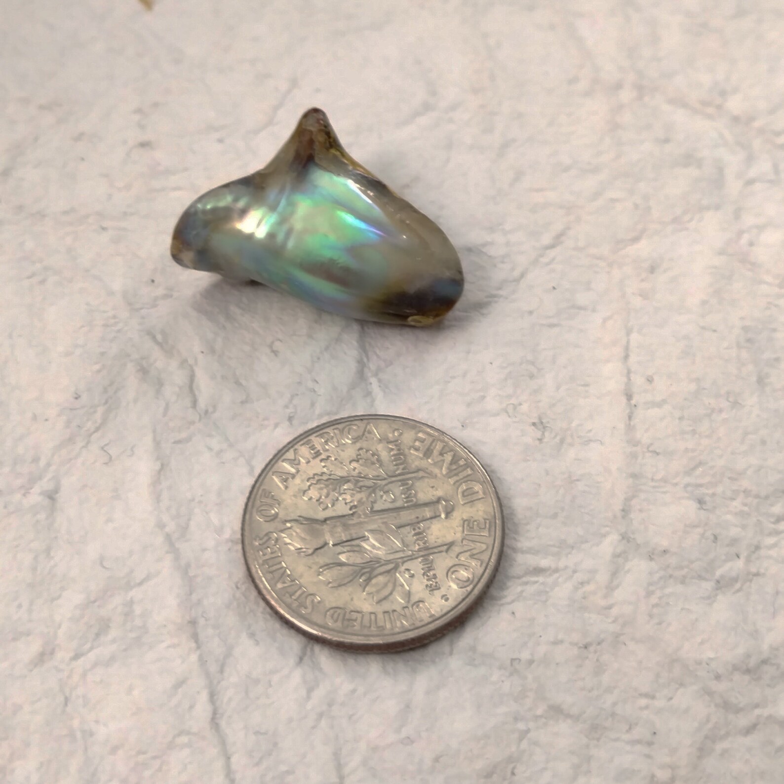 Natural 10.76ct Cup Shape Abalone Pearl Loose Gem for Custom - Etsy
