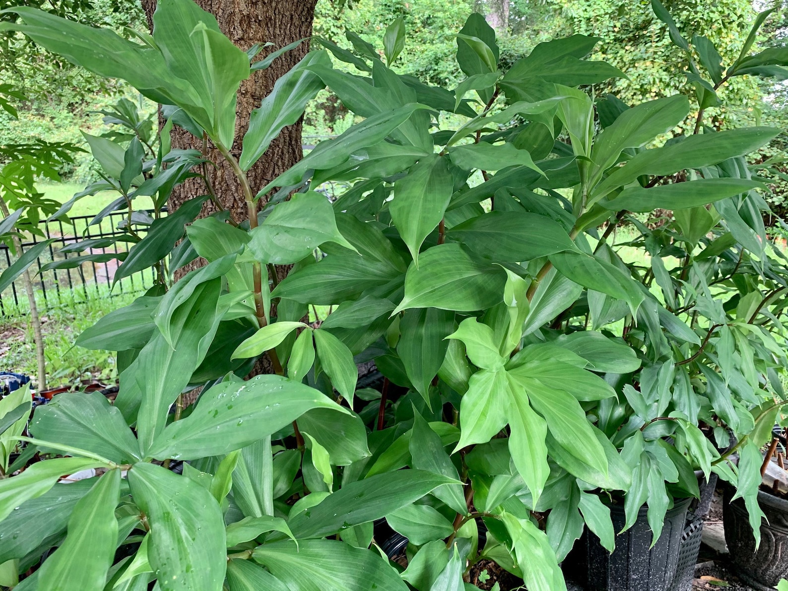 Insulin plant FRESH LEAVES Organic Herbal remedy Natural | Etsy