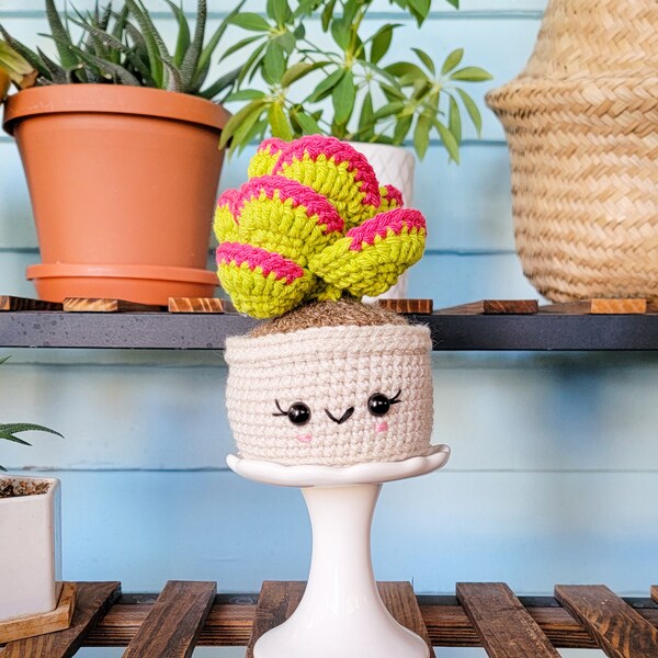 Flapjack Succulent - Etsy