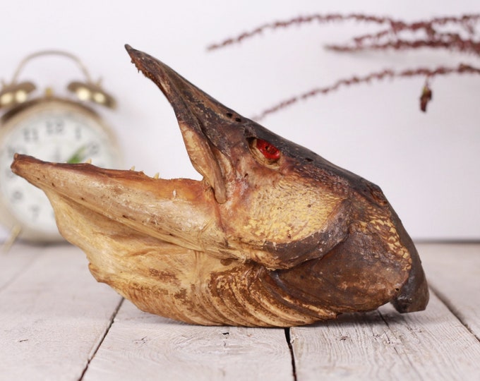 Natural Fish Skull, Fish Catfish, Northern Pike Head, Taxidermy Fish ...