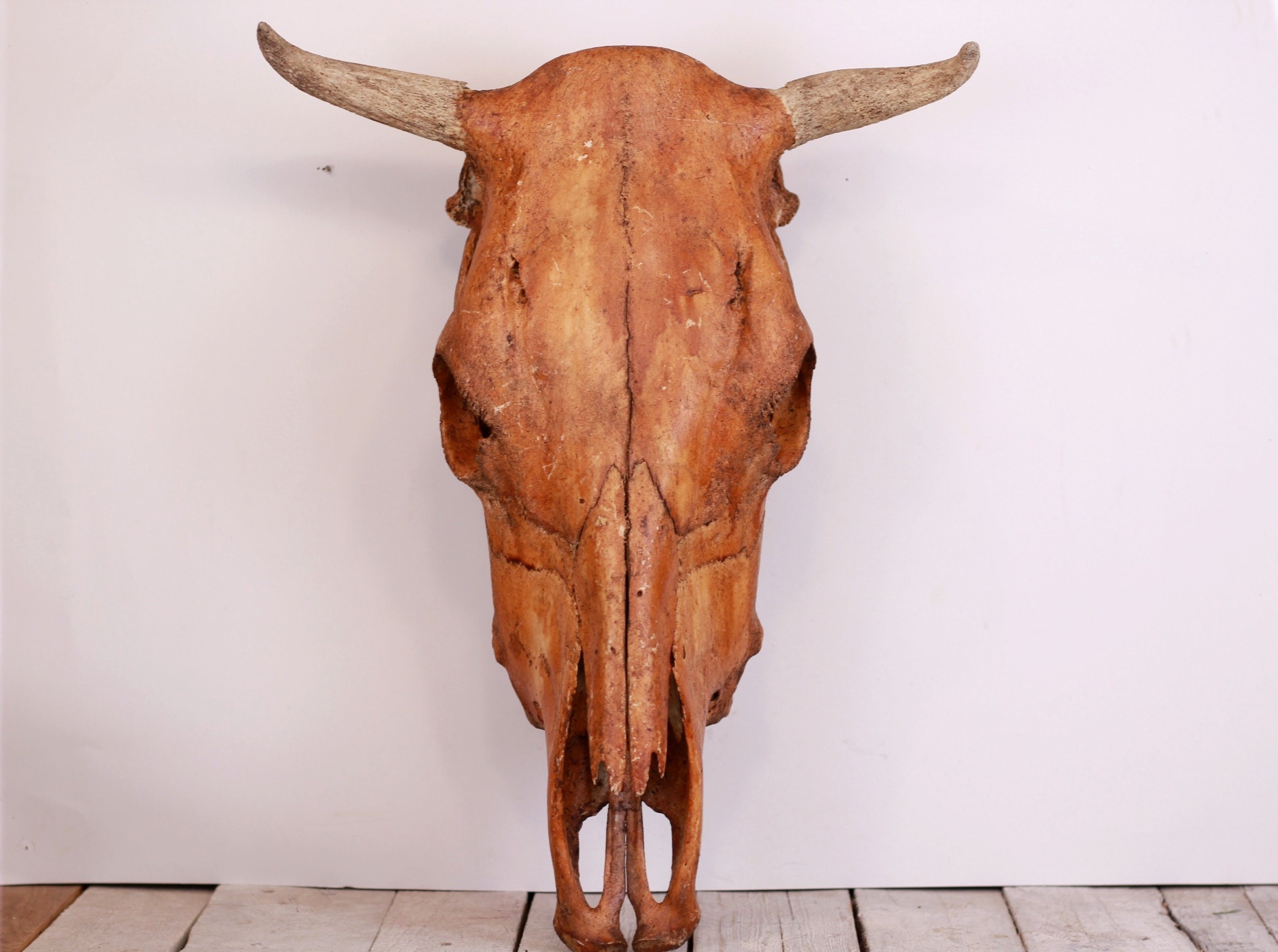 Vintage Big Cow Skull With Horns Vintage Animal Skull Natural | Etsy