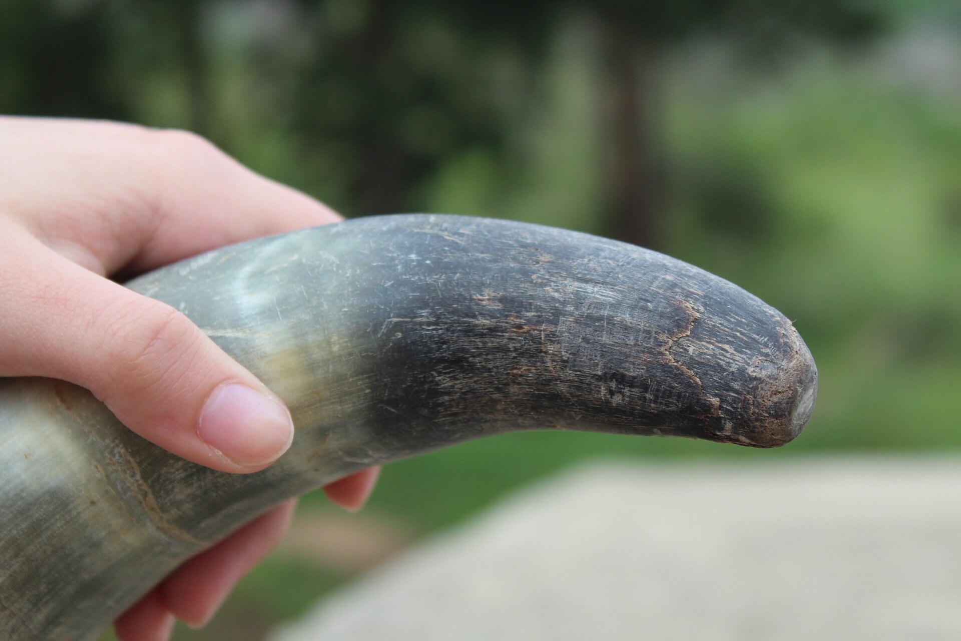Natural Cow Horn Animal Horn Cowboy Decor Viking Horn - Etsy