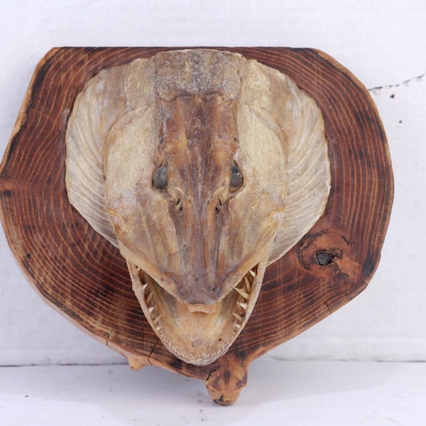 Fish Head - Etsy