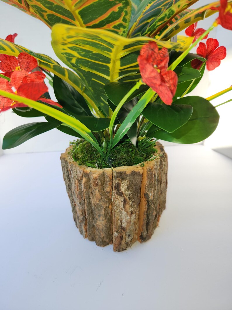 Croton Arrangement in a Pine Covered Container - Etsy