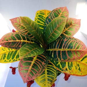 Croton Arrangement in a Pine Covered Container - Etsy