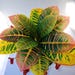 Croton Arrangement in a Pine Covered Container - Etsy