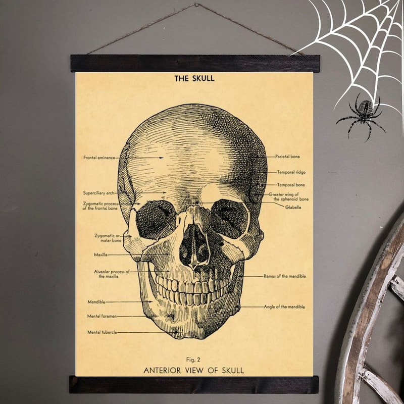 Skull Poster - Etsy