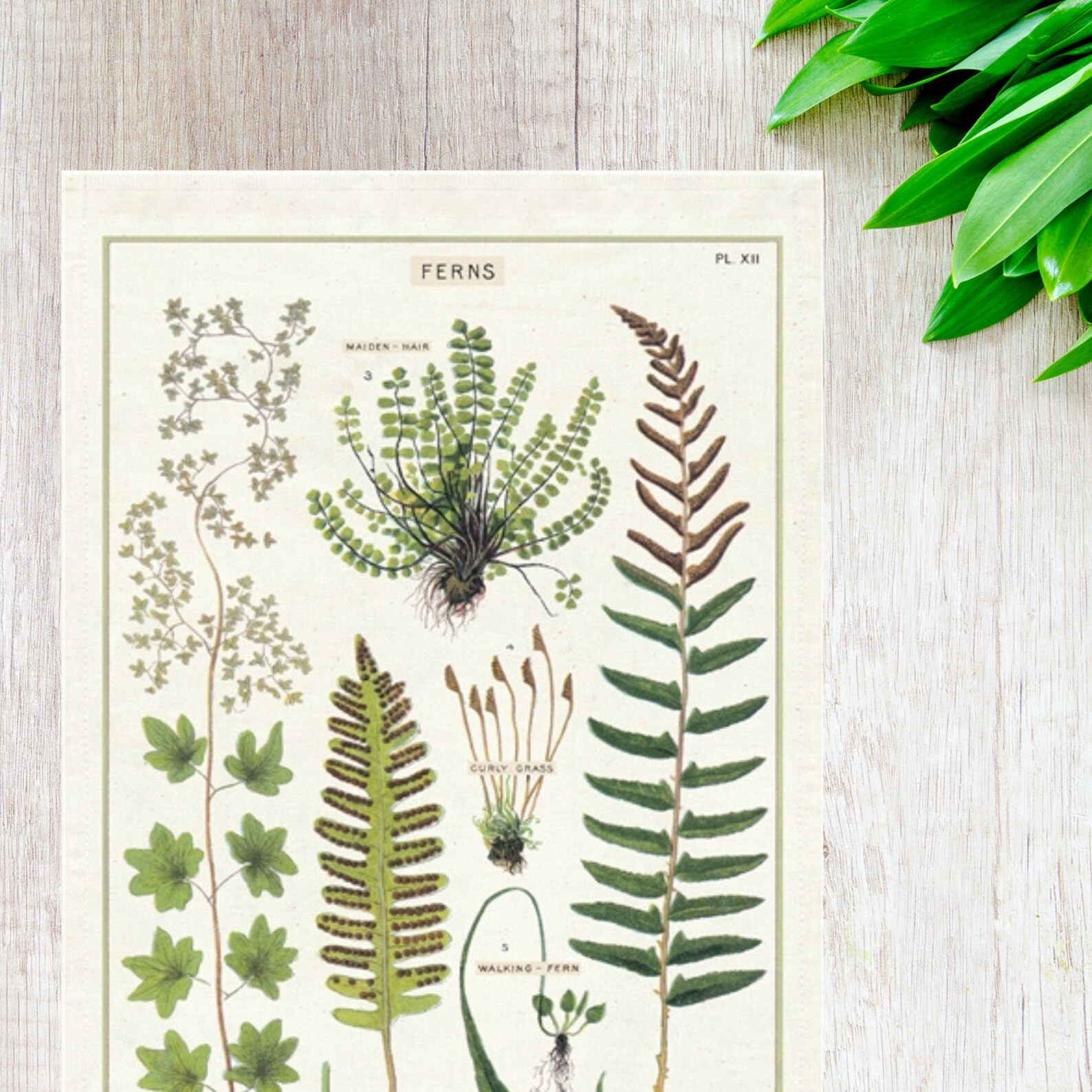 Ferns Kitchen Towel Ferns Towel Ferns Tea Towel Floral - Etsy