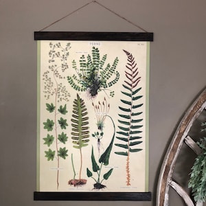 Ferns Print | Ferns Poster | Ferns Wall Art | Botanical Print Vintage ...
