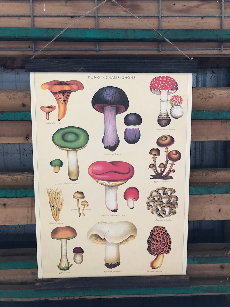 Mushroom Poster Mushroom Decor Mushroom Art Mushroom - Etsy