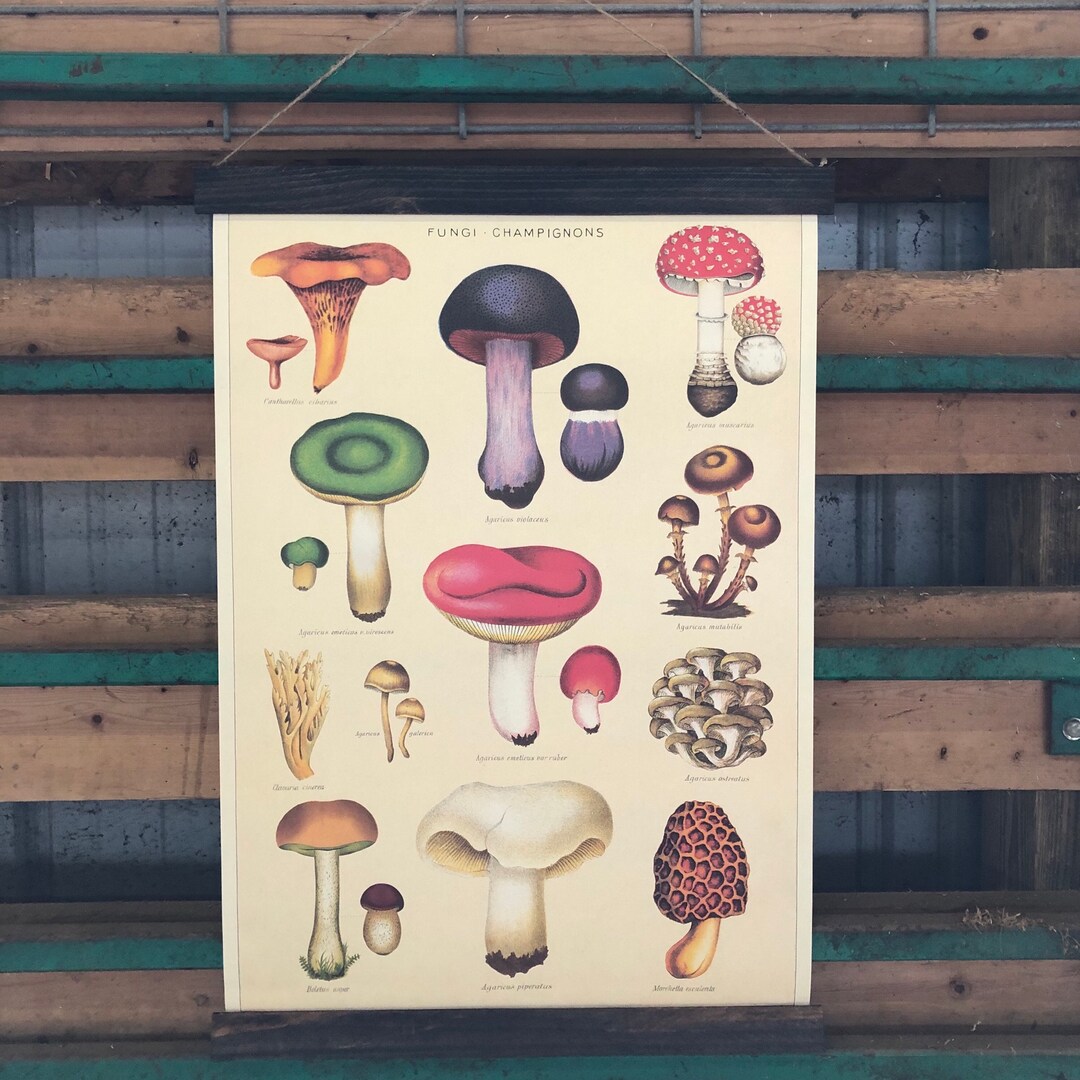 Mushroom Poster | Mushroom Decor | Mushroom Art | Mushroom Print ...