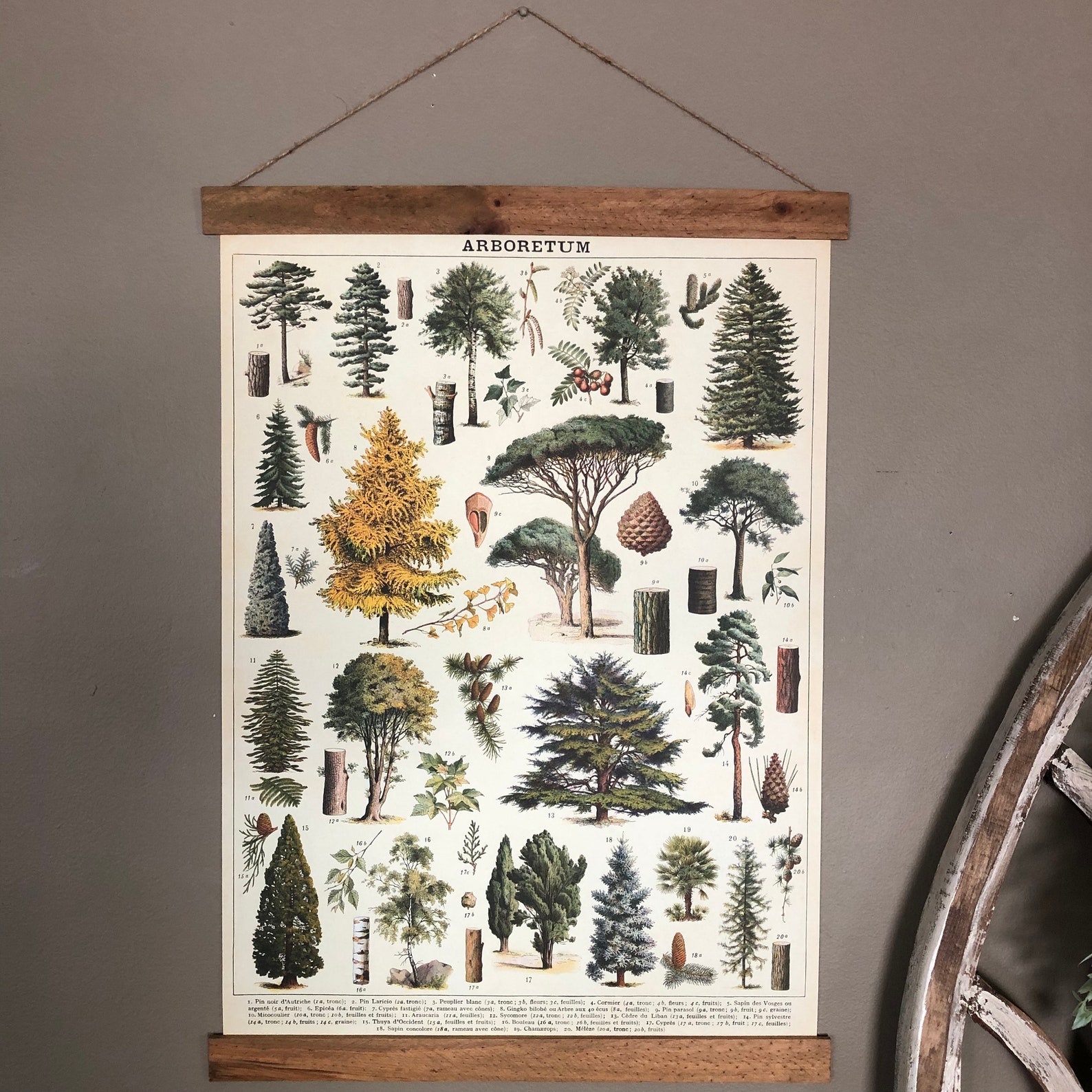 Tree Print Tree Species Wall Art Trees Print Vintage - Etsy