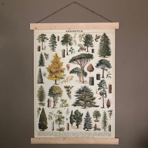 Tree Print | Tree Species Wall Art | Trees Print Vintage | Trees Poster | Botanical Art ...