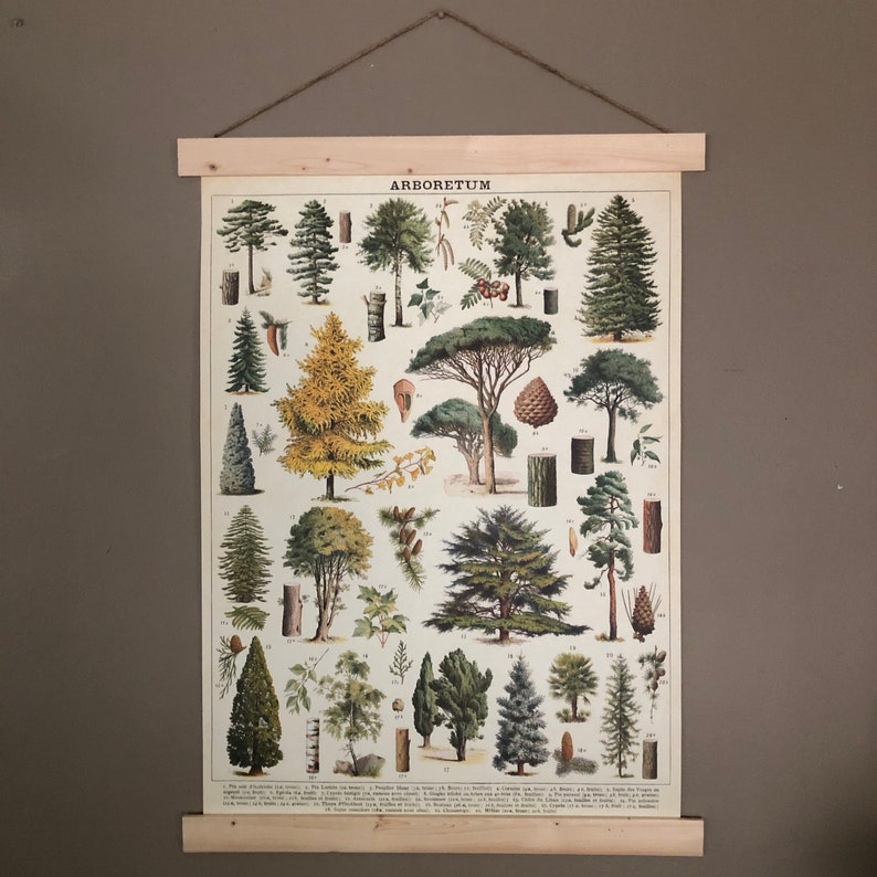 Tree Print Tree Species Wall Art Trees Print Vintage | Etsy