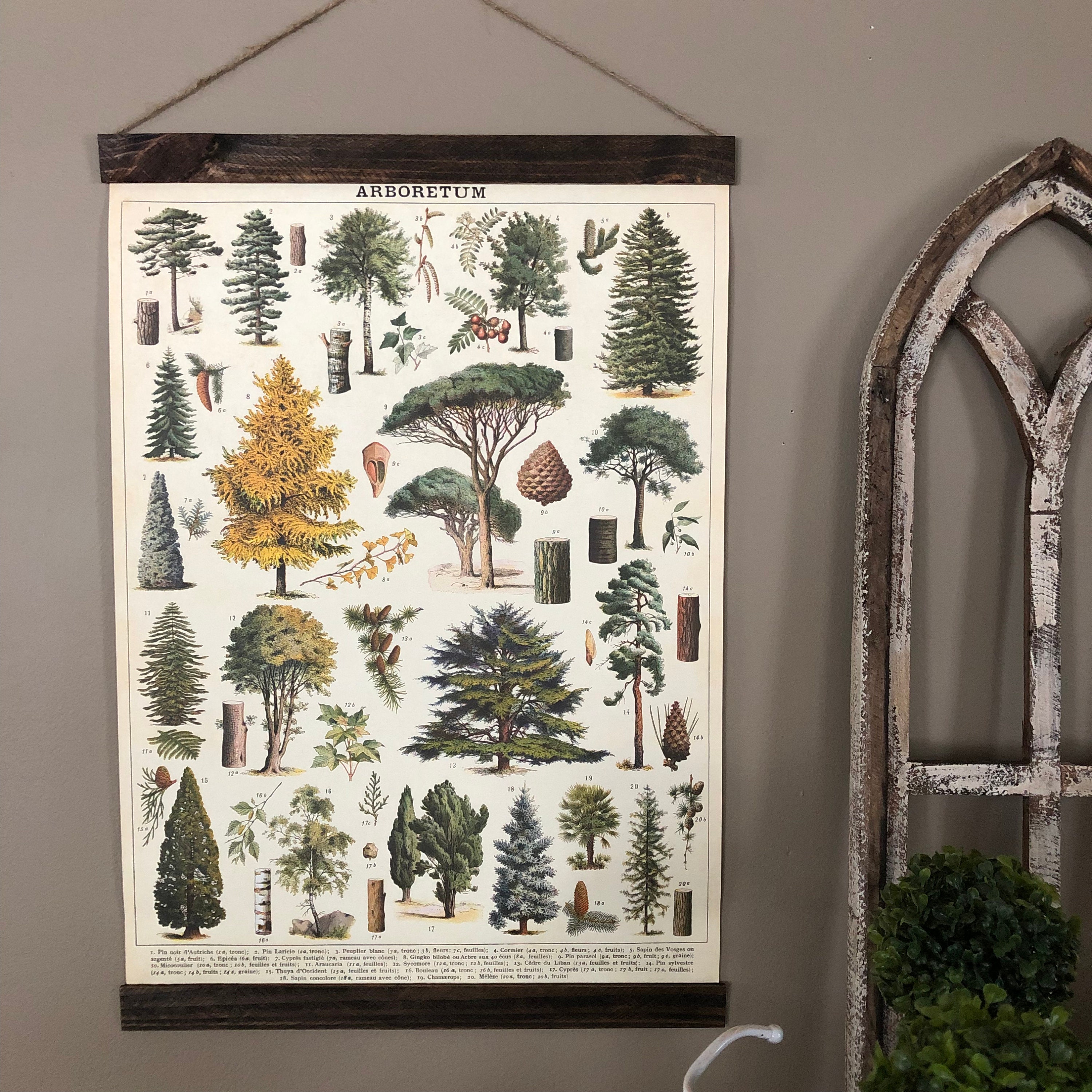 Tree Print Tree Species Wall Art Trees Print Vintage | Etsy