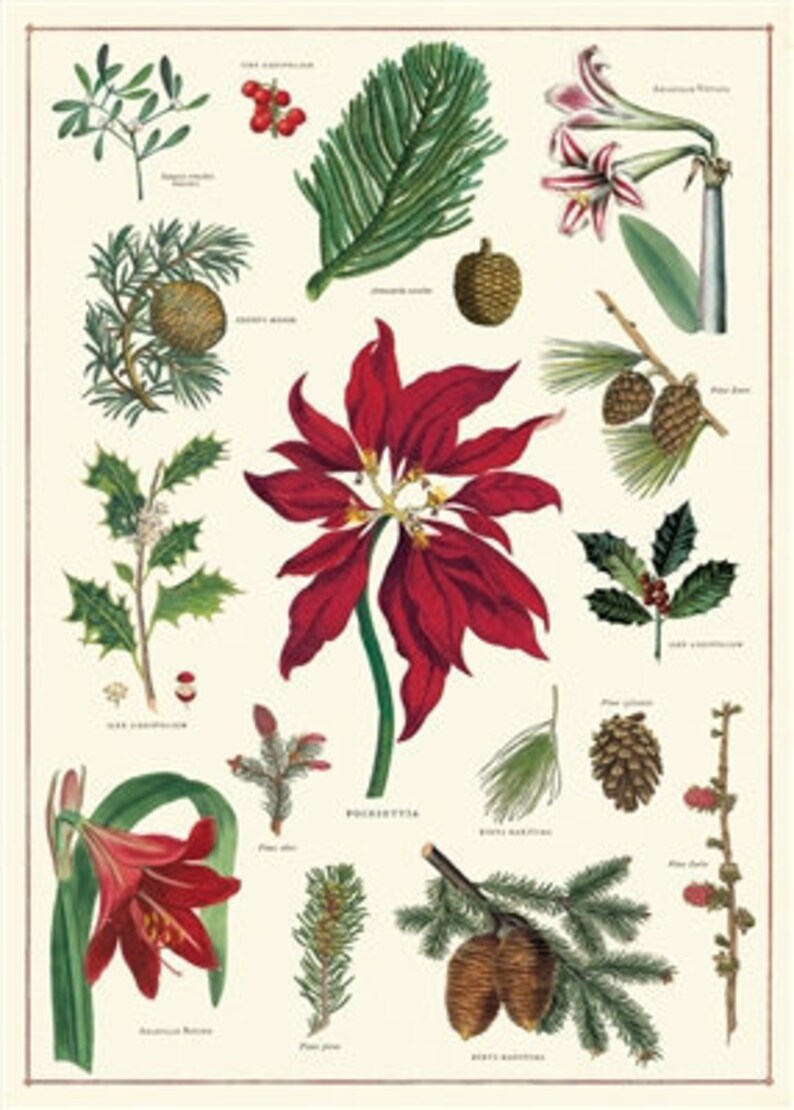 Christmas Floral Poster | Poinsettia Wall Art | Vintage Print ...