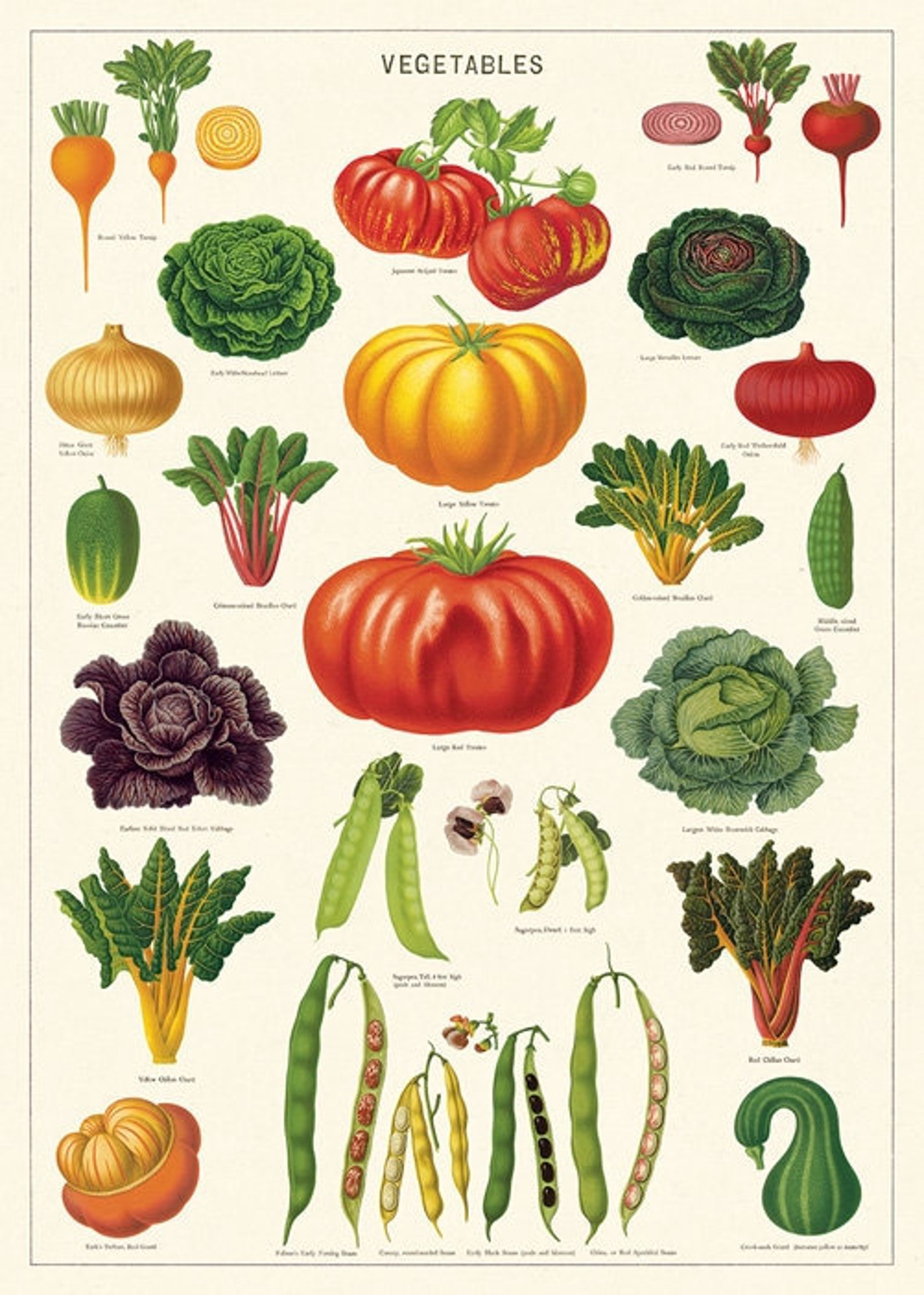 Vegetable Poster Vegetable Print Vegetables Poster - Etsy Denmark