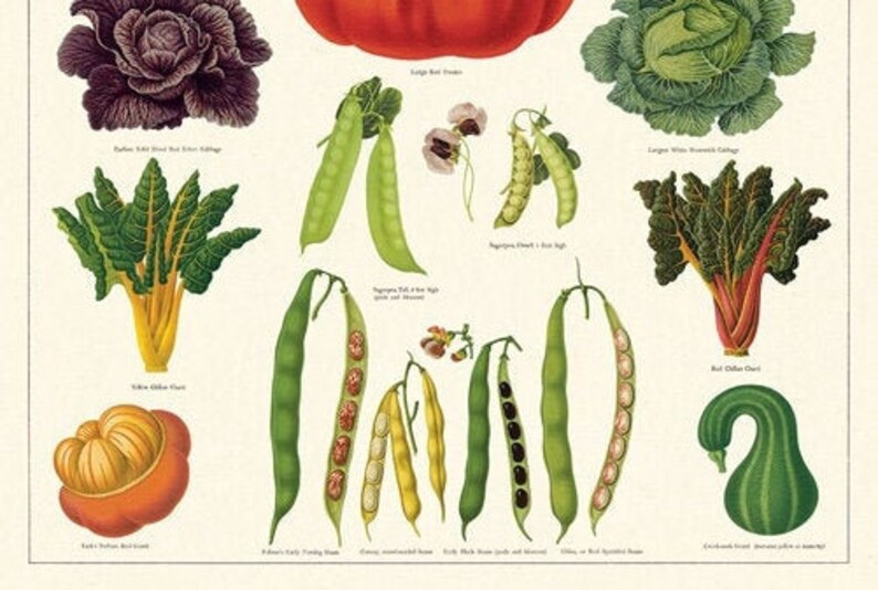Vegetable Poster Vegetable Print Vegetables Poster | Etsy