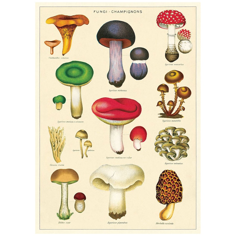 Mushroom Poster Mushroom Decor Mushroom Art Mushroom - Etsy