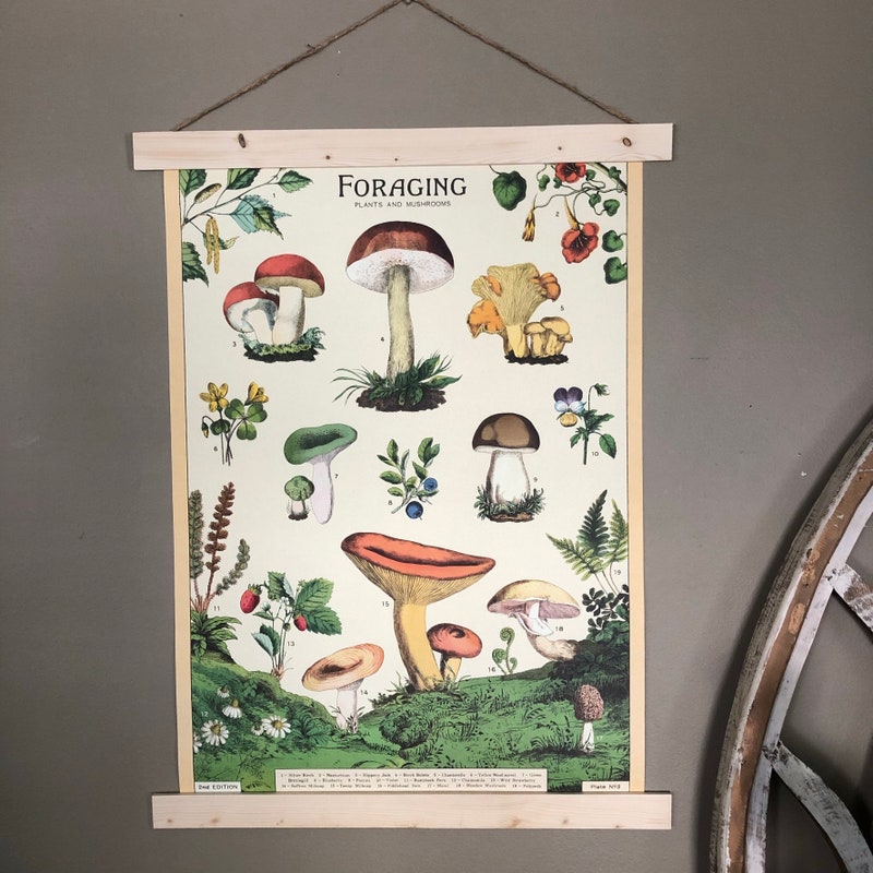 Mushroom Poster - Etsy