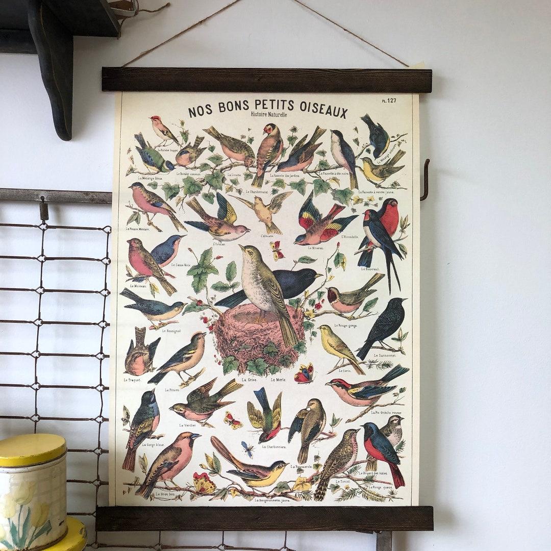 Bird Poster | Bird Art | Bird Print | Bird Wall Art | Birding | Bird ...