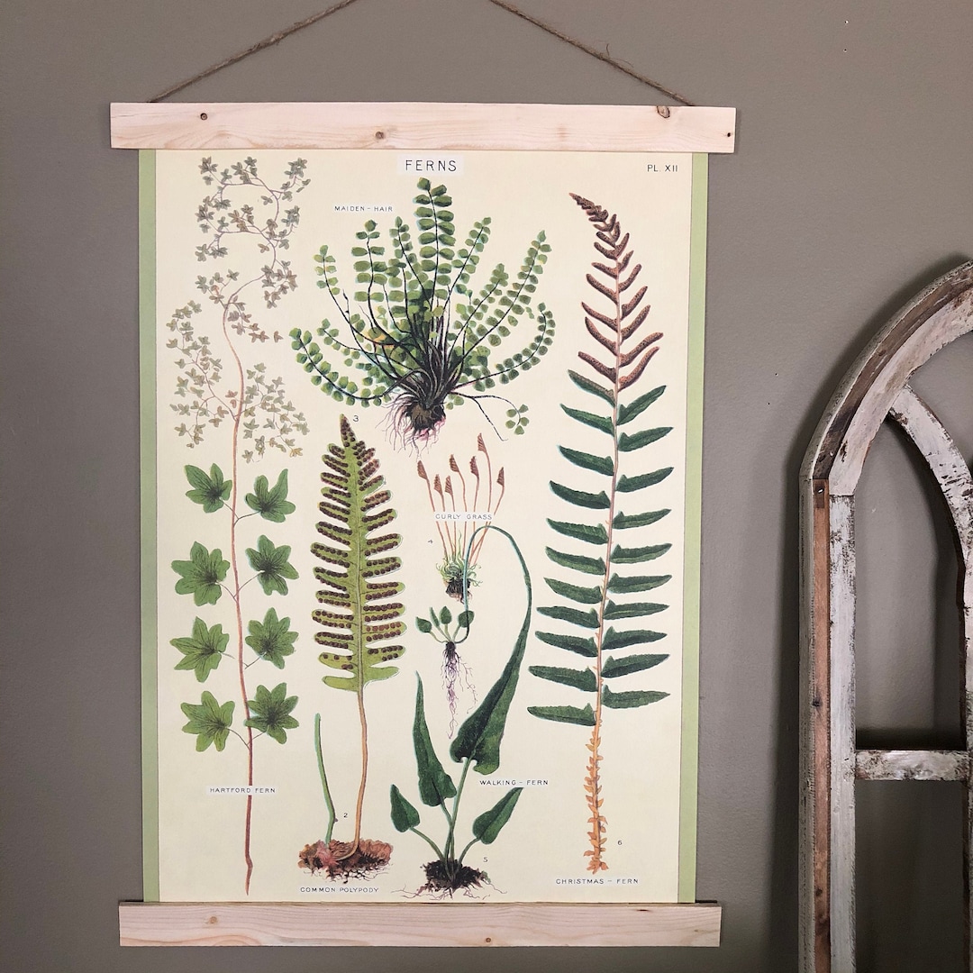 Ferns Print | Ferns Poster | Ferns Wall Art | Botanical Print Vintage ...