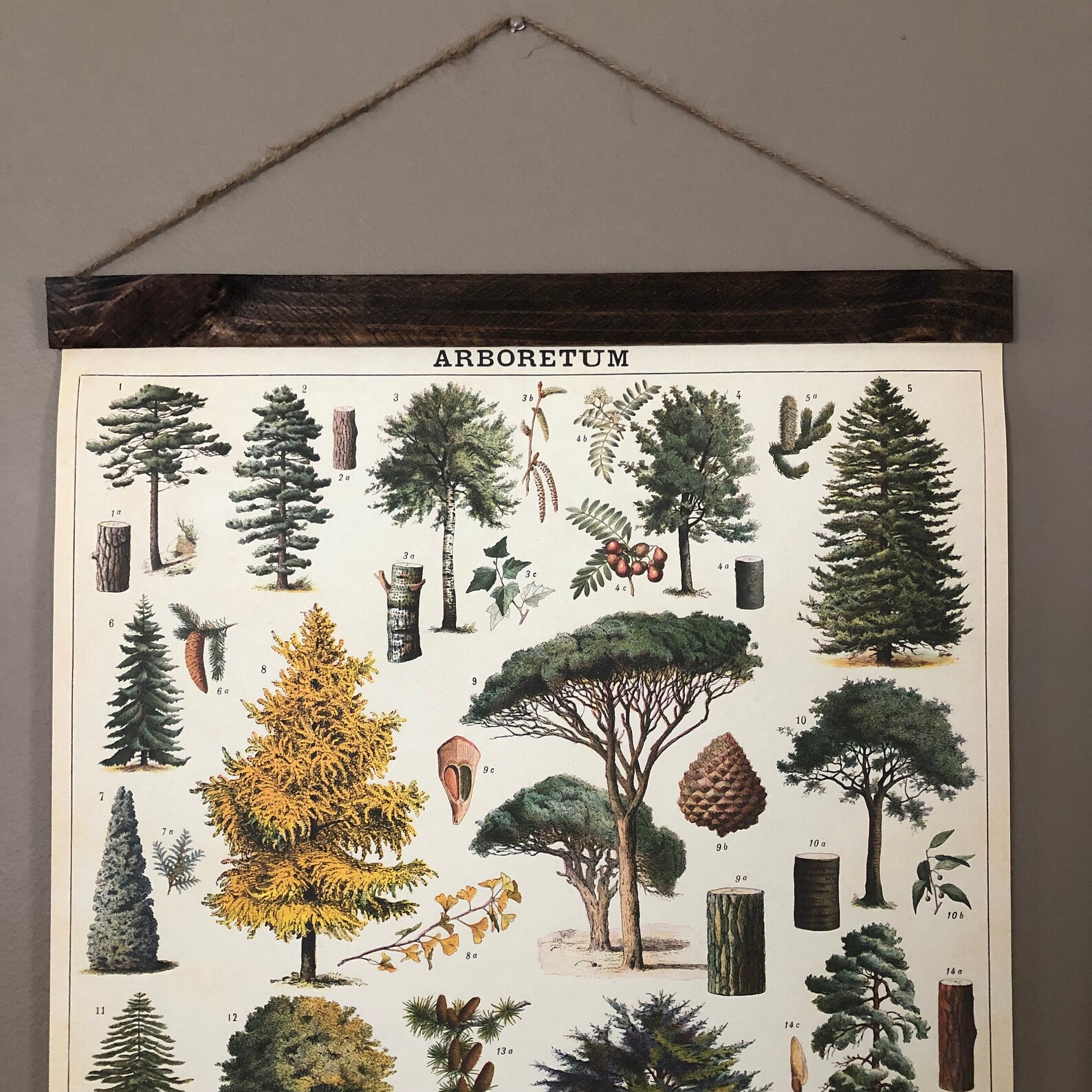 Tree Print Tree Species Wall Art Trees Print Vintage - Etsy