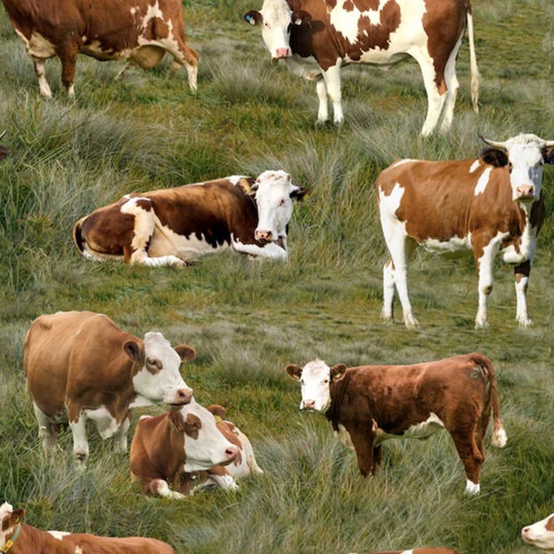 BROWN COWS With Spots Cotton Fabric, Kennard & Kennard Fabric, 100% ...