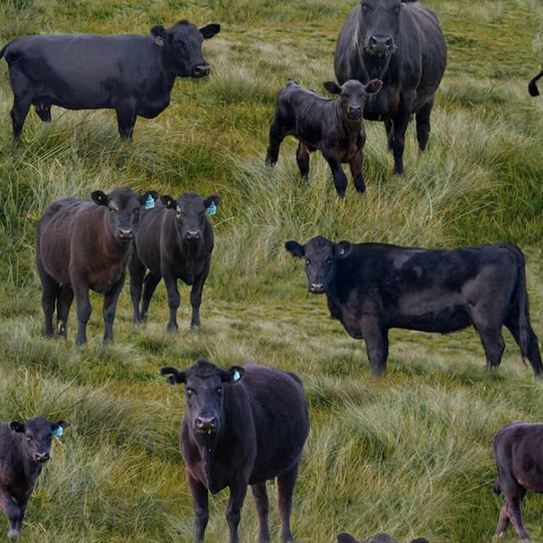 FQ BLACK Angus COWS 18 X 21 Cotton Fabric, Kennard & Kennard Fabric ...