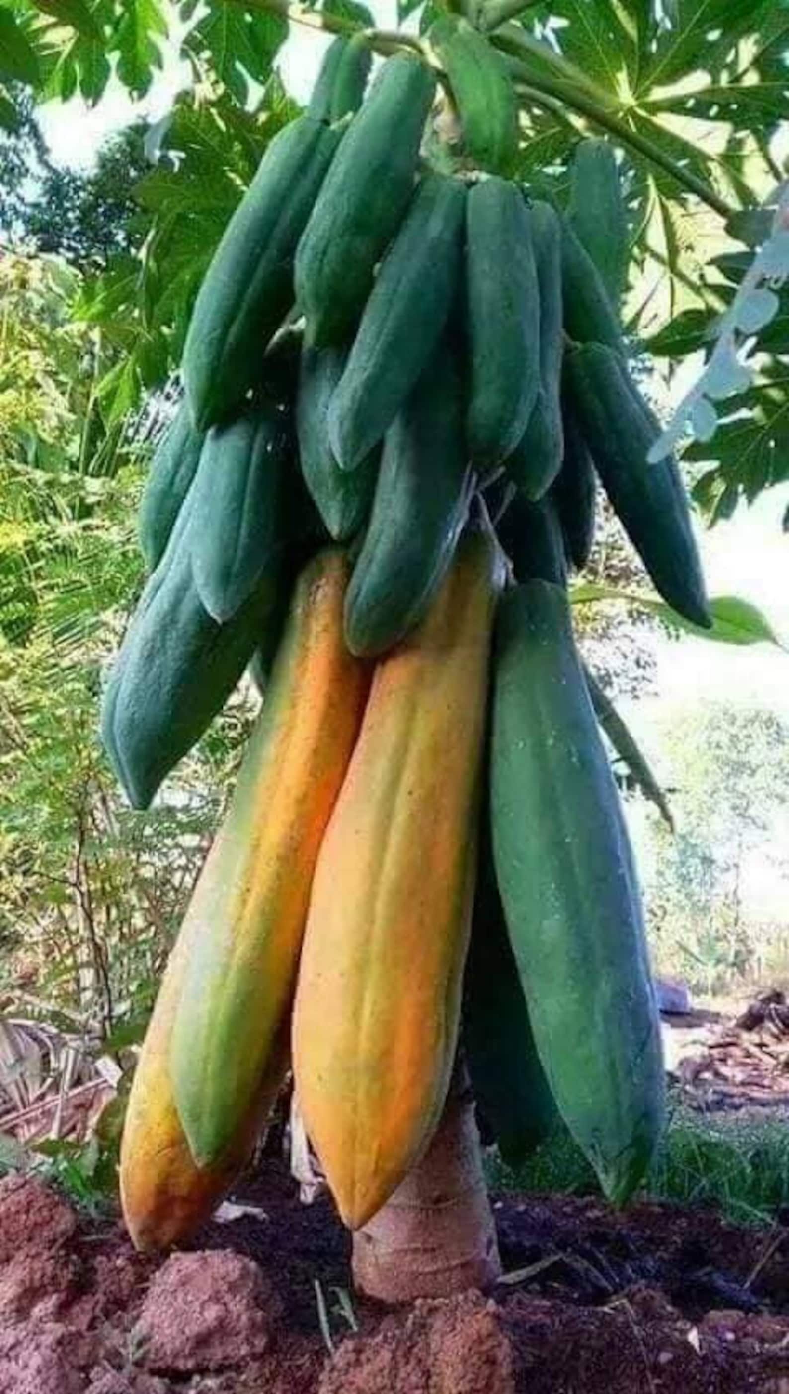 Papaya Long Fruit 30 Seeds Rare Kind Sweet Tropical Edible - Etsy Singapore