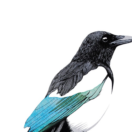 A4 Ink & Watercolour Signed Print of a Magpie. Art - Etsy
