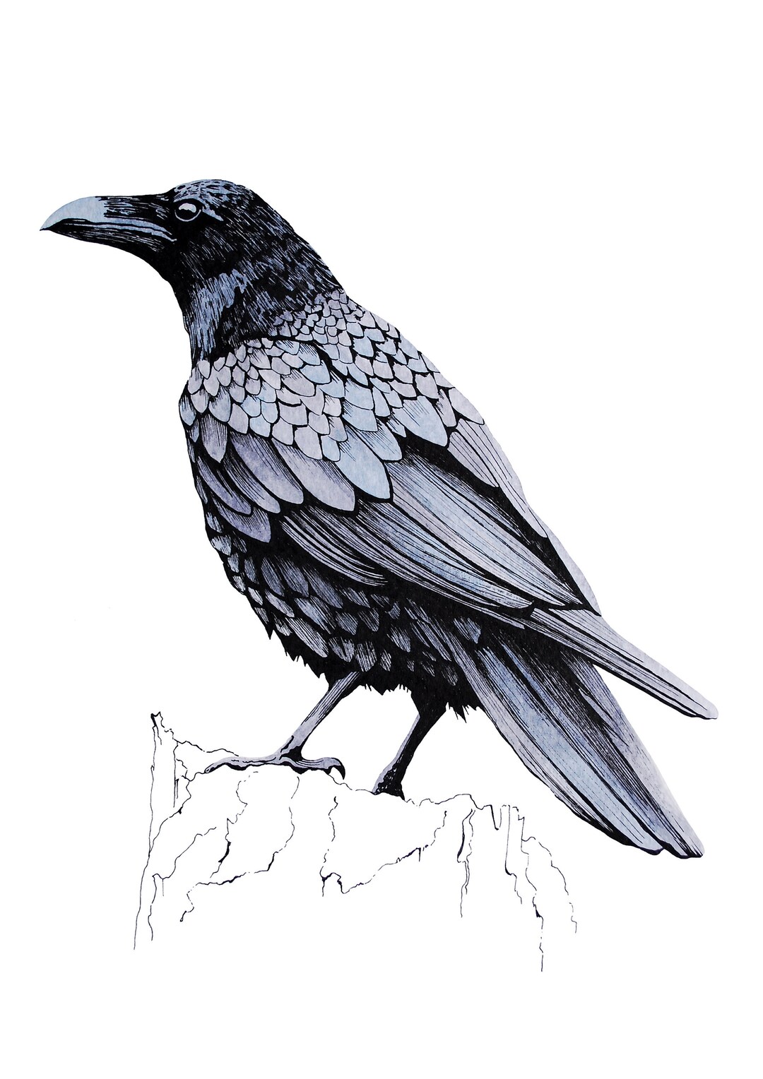 A4 Ink & Watercolour Signed Print of a Crow. Art Illustration Print ...