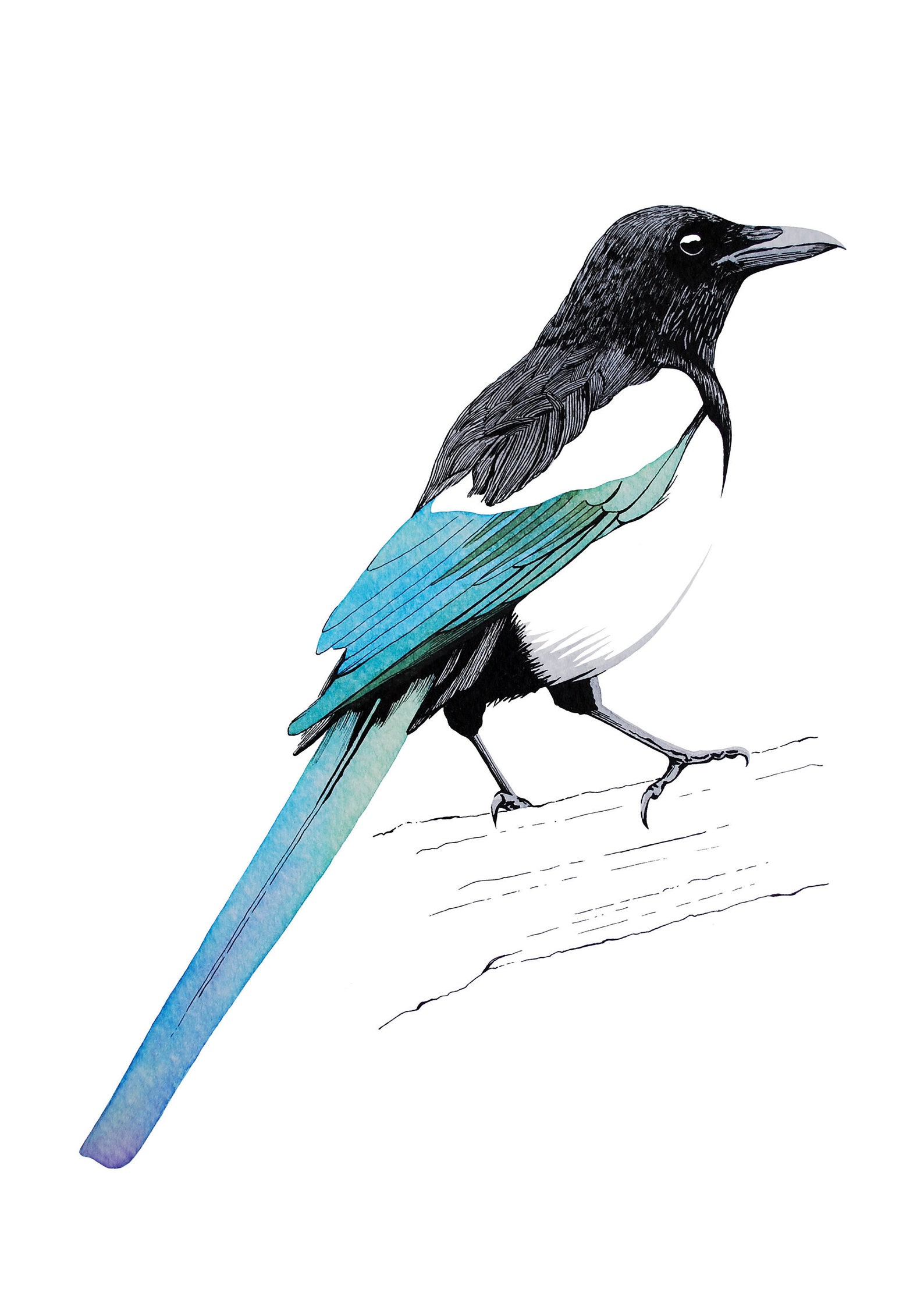 A4 Ink & Watercolour Signed Print of a Magpie. Art Illustration Print ...