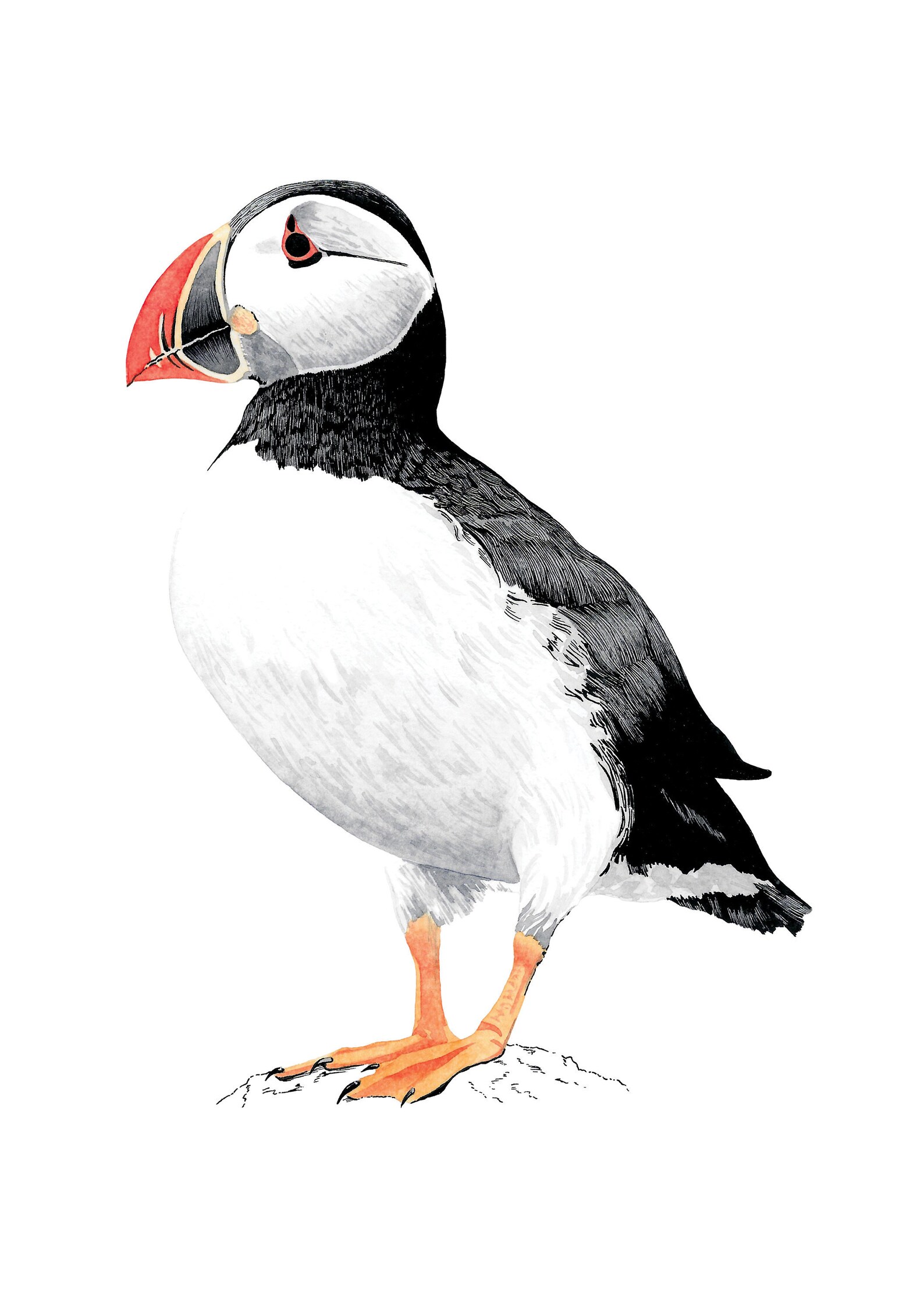 A4 Ink & Watercolour Signed Print of a Puffin. Art Illustration Print ...