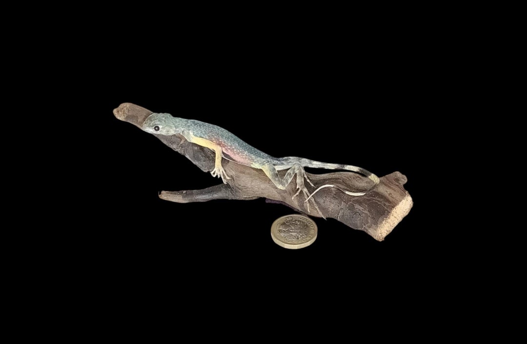 Taxidermy Colourful Lizard lacertilia. Log No 62. on Driftwood. Length ...