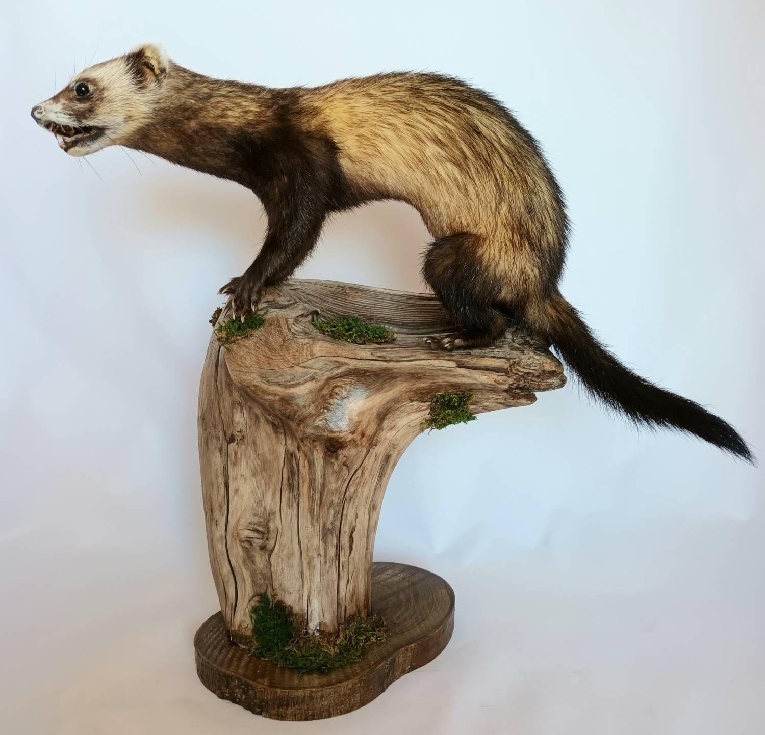 Polecat Life-Size Mount For Sale #27200 The Taxidermy Store, 40% OFF