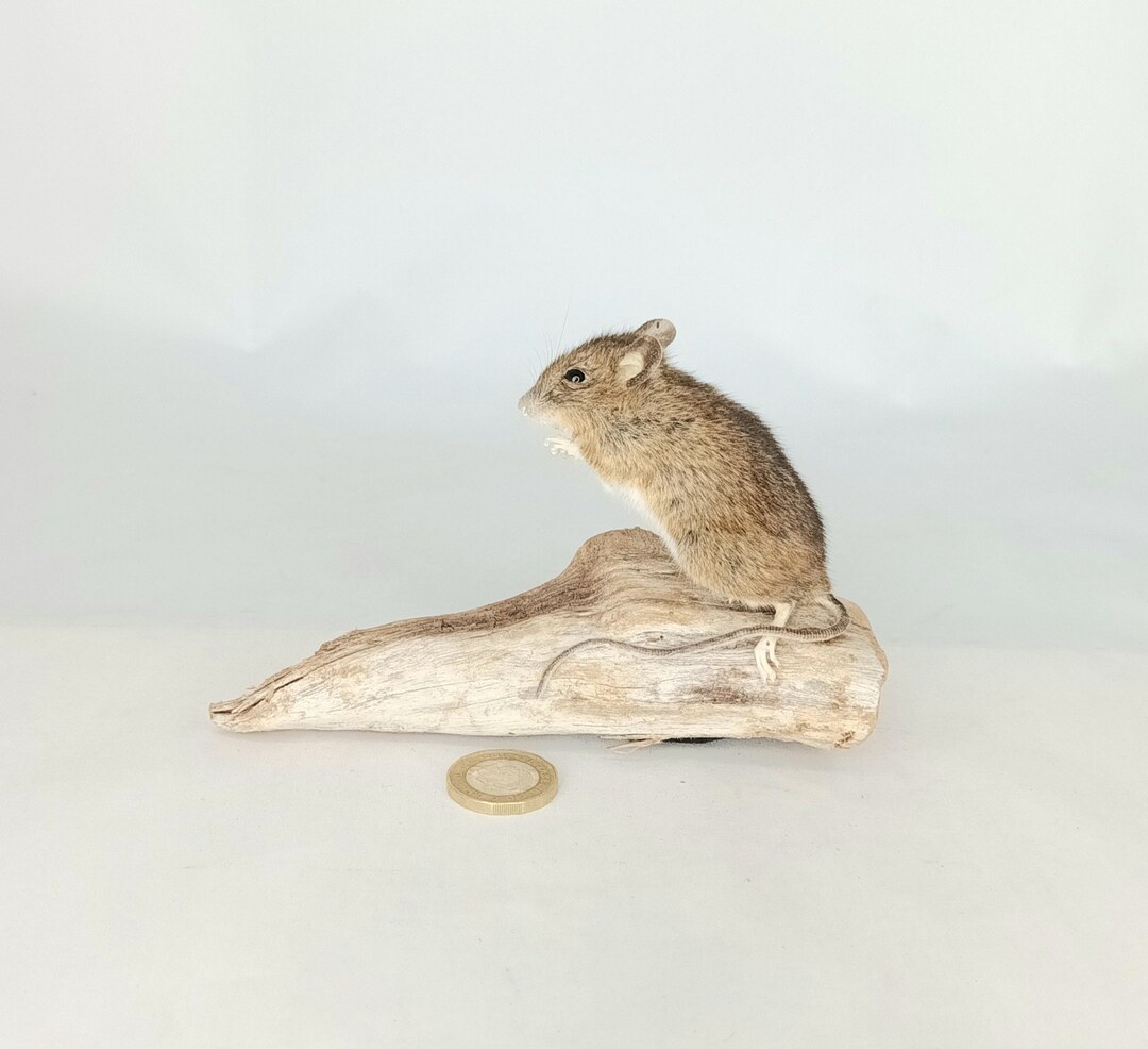 Taxidermy Field Mouse. Log No 197. Standing on Driftwood. Small Mammal ...