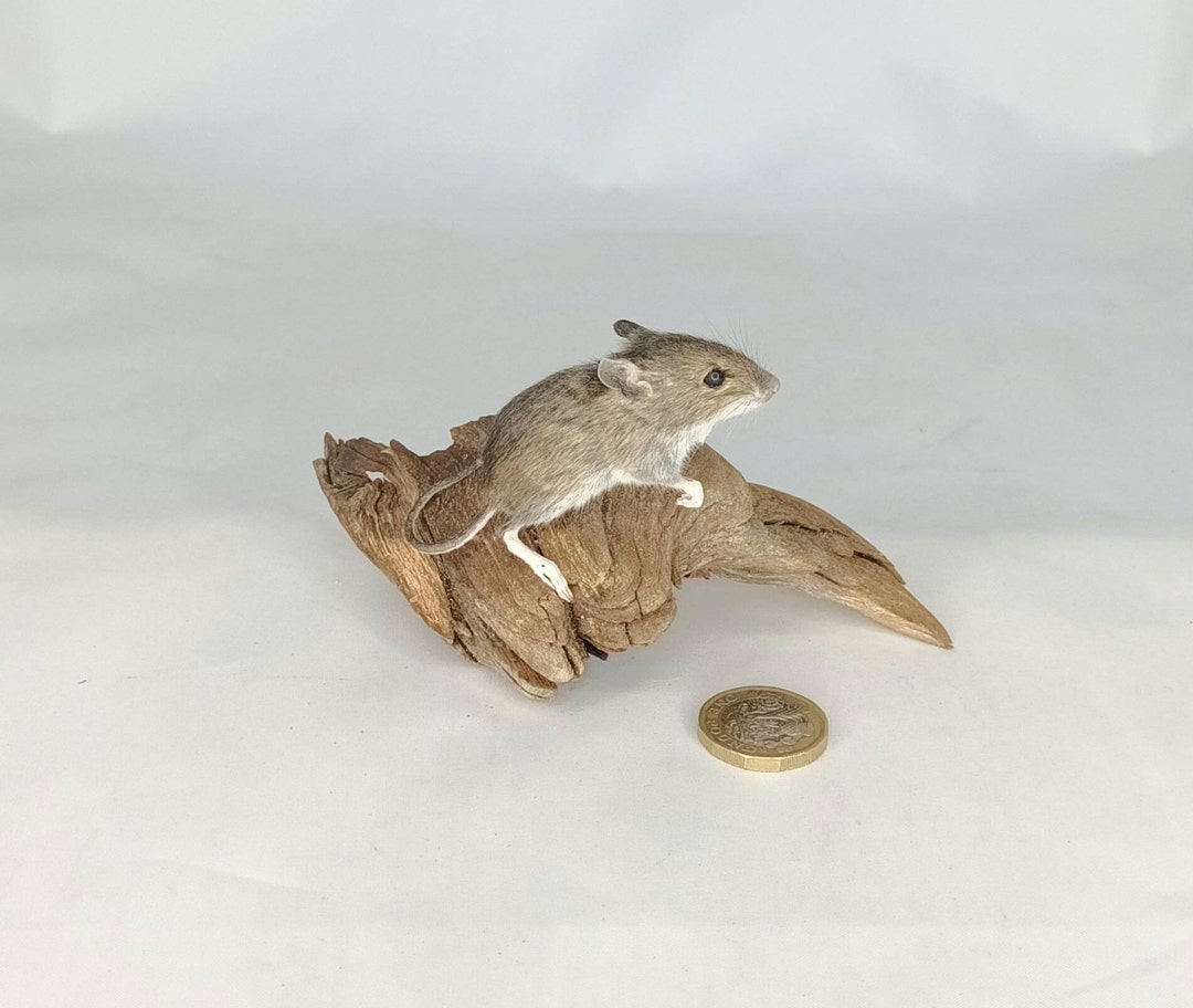 Taxidermy Juvenile Field Mouse. Log No 156. Standing on Driftwood ...