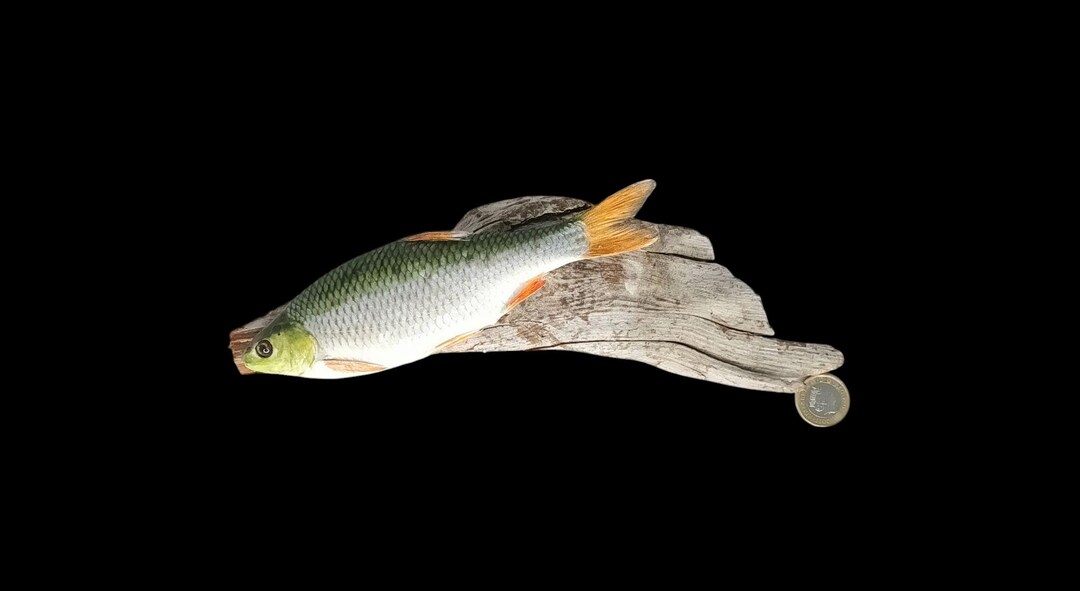 Taxidermy Small Common Dace (leuciscus Leuciscus) Log No 114. Length ...
